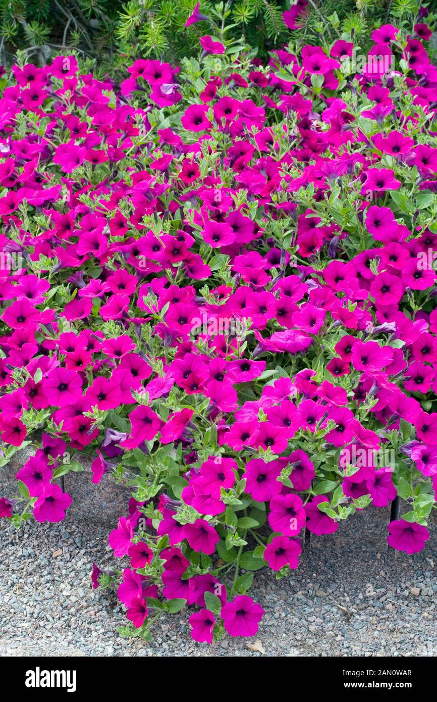 Wave planting hi-res stock photography and images - Alamy