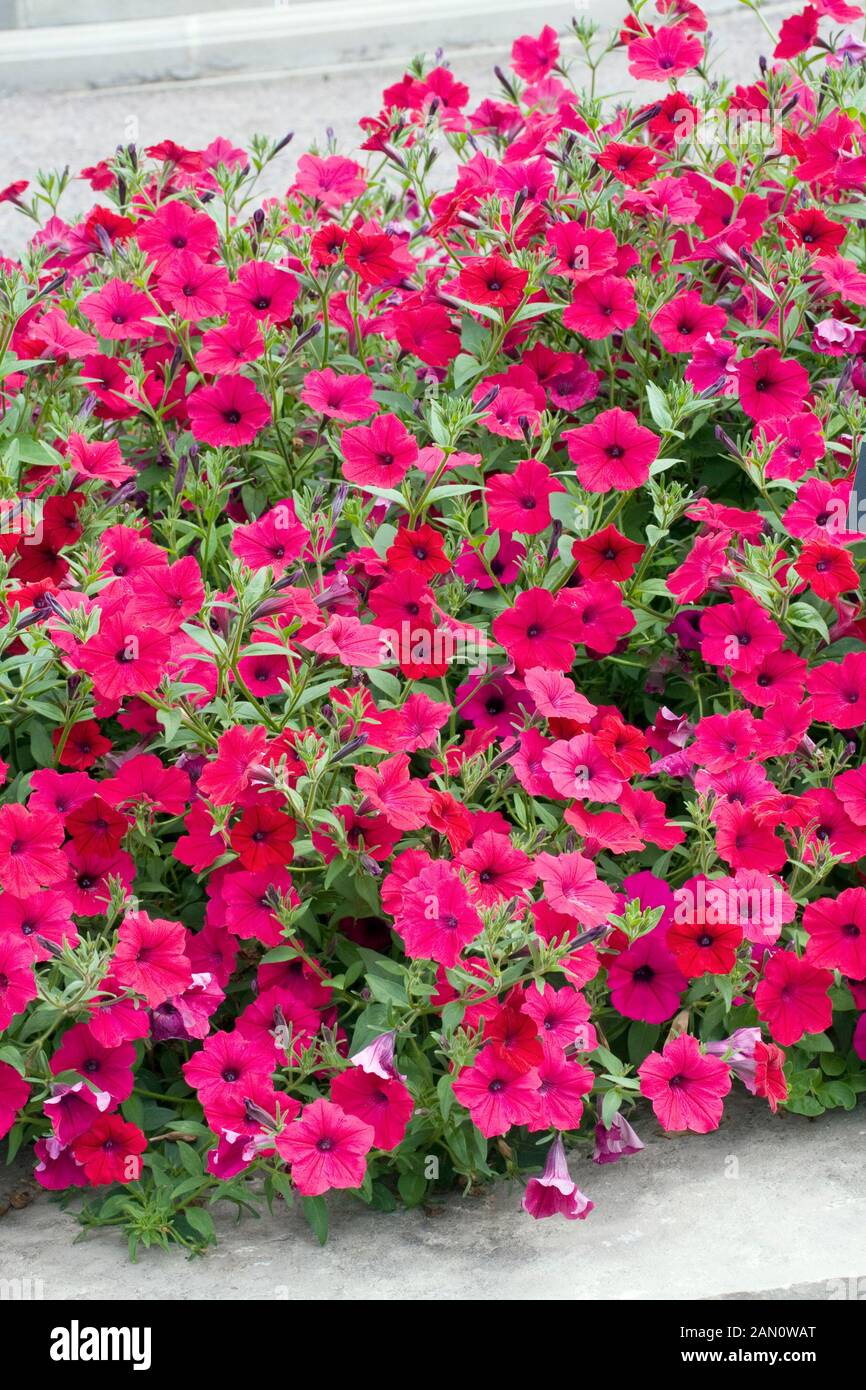 PETUNIA TIDAL WAVE CHERRY Stock Photo - Alamy