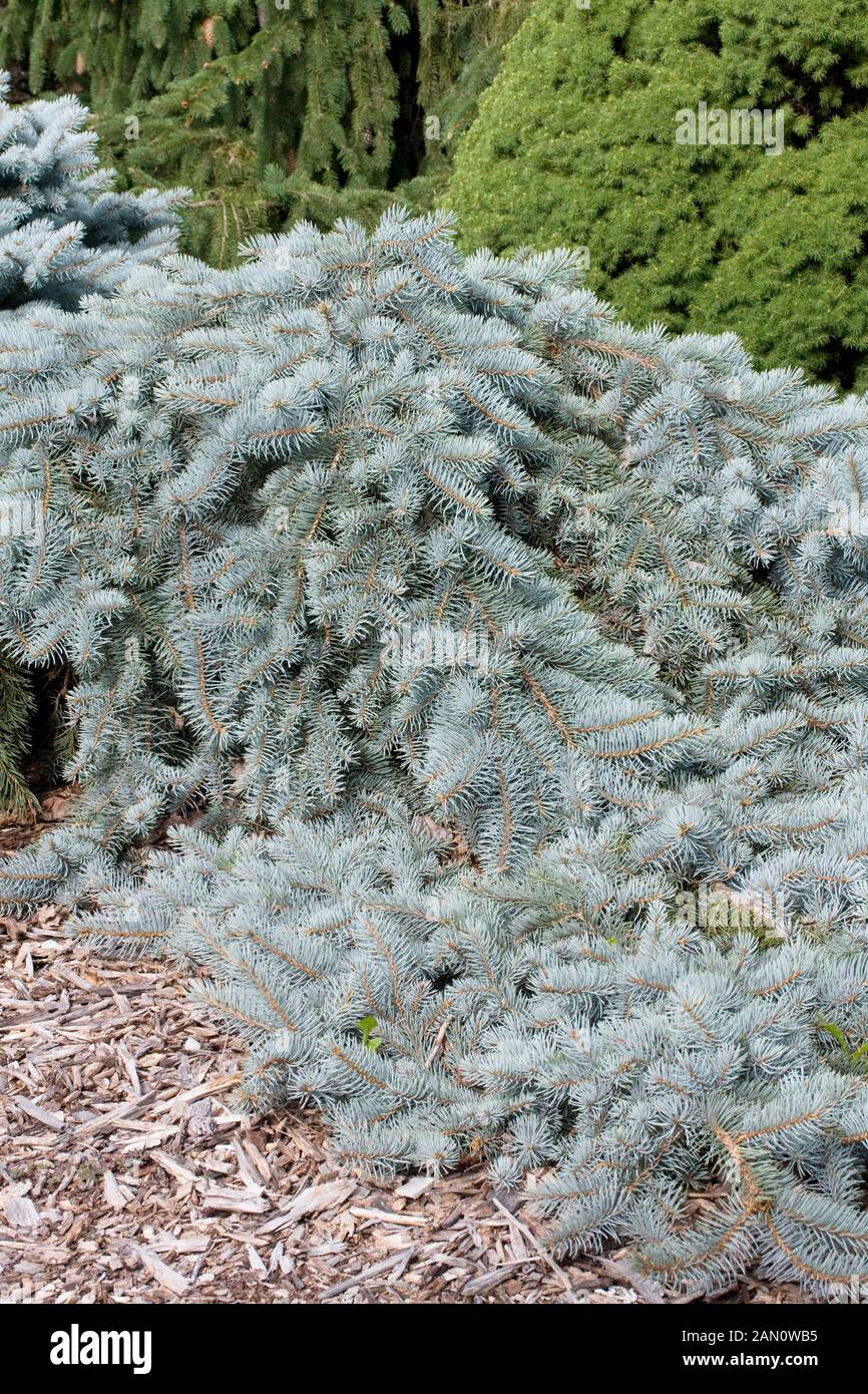 Picea pungens procumbens hi-res stock photography and images - Alamy