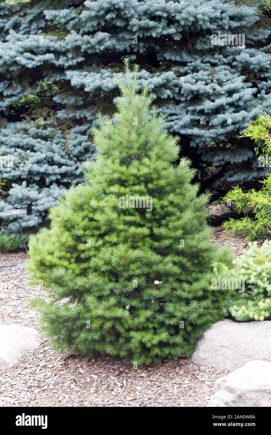 Dwarf douglas fir hi-res stock photography and images - Alamy