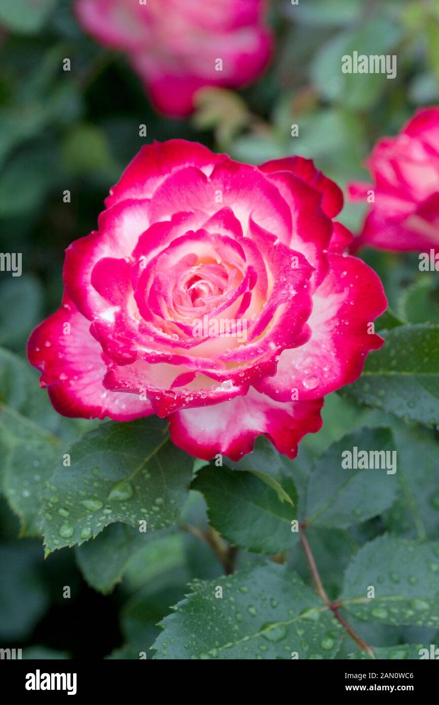 ROSA CHERRY PARFAIT Stock Photo - Alamy