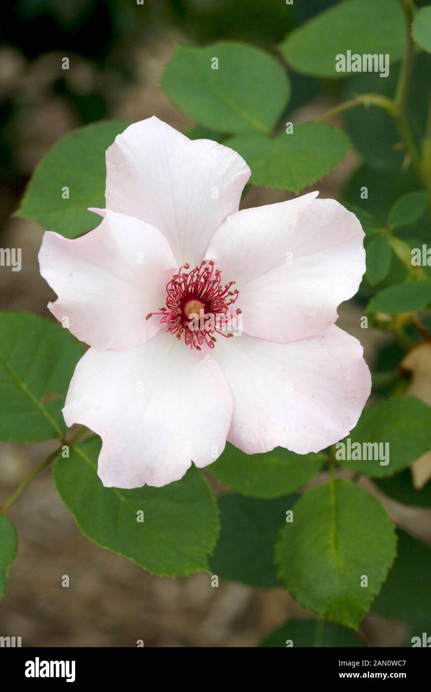 Dainty bess hi-res stock photography and images - Alamy