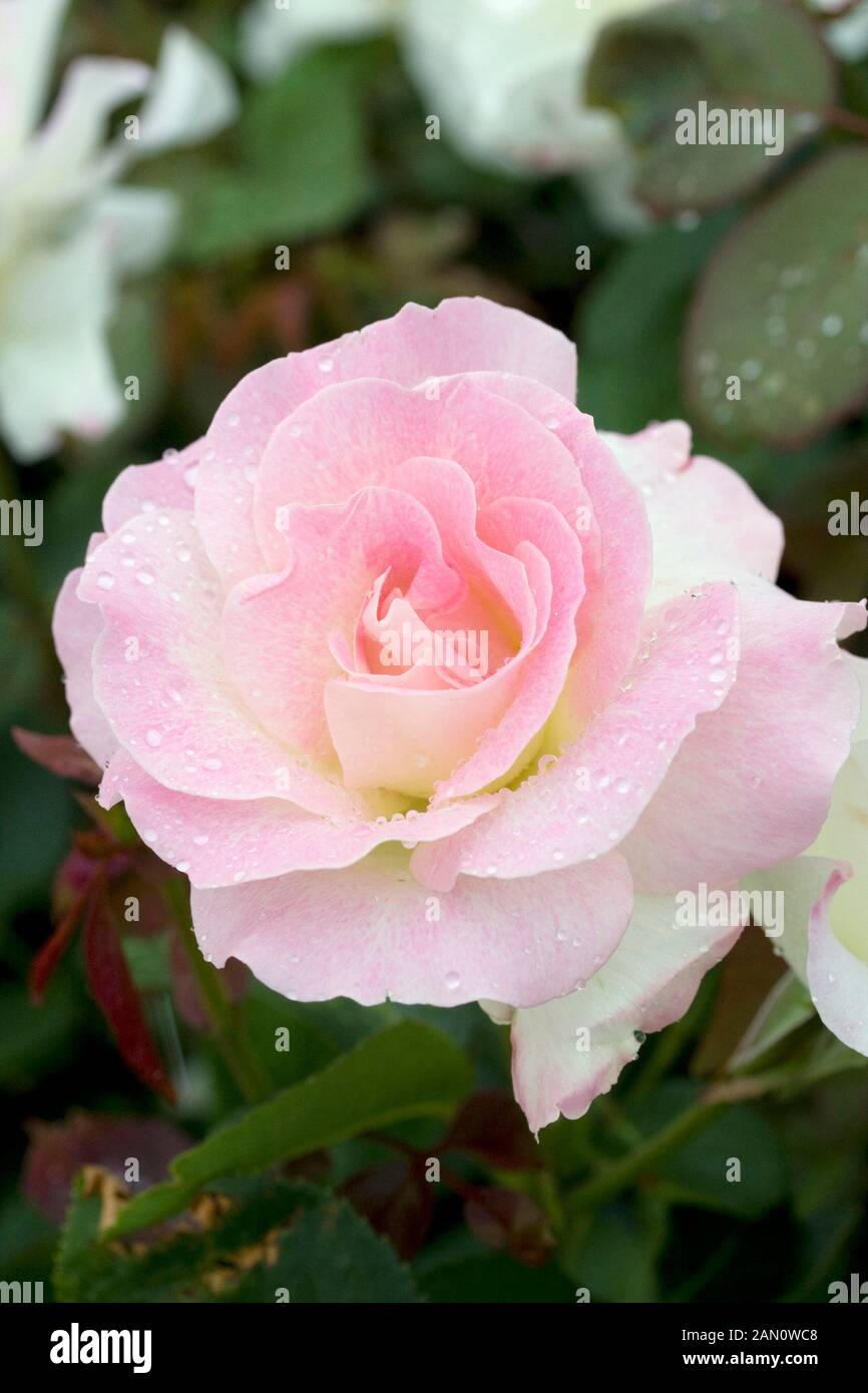 Charles aznavour rose hi-res stock photography and images - Alamy
