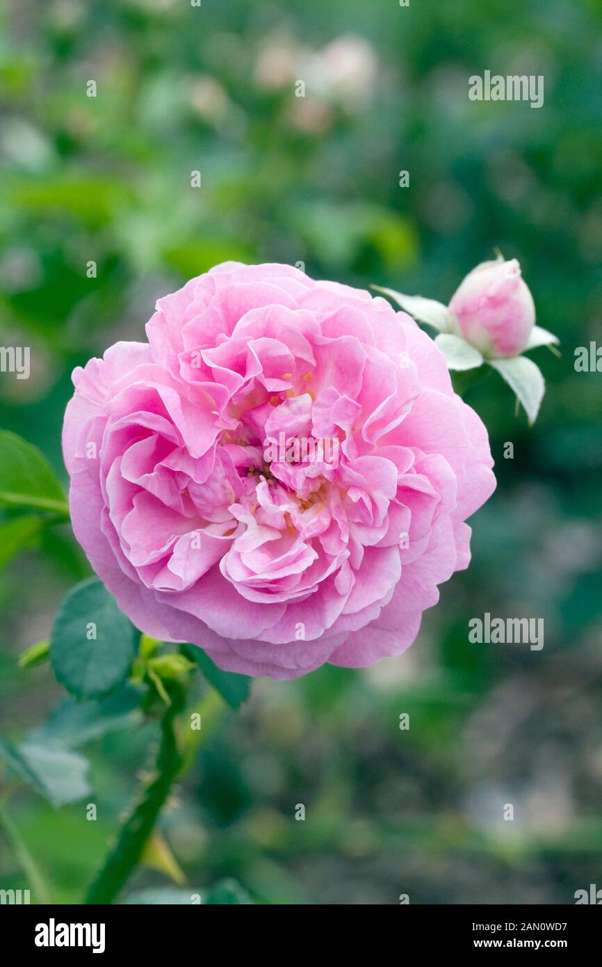 ROSA LAVENDER LASSIE Stock Photo - Alamy