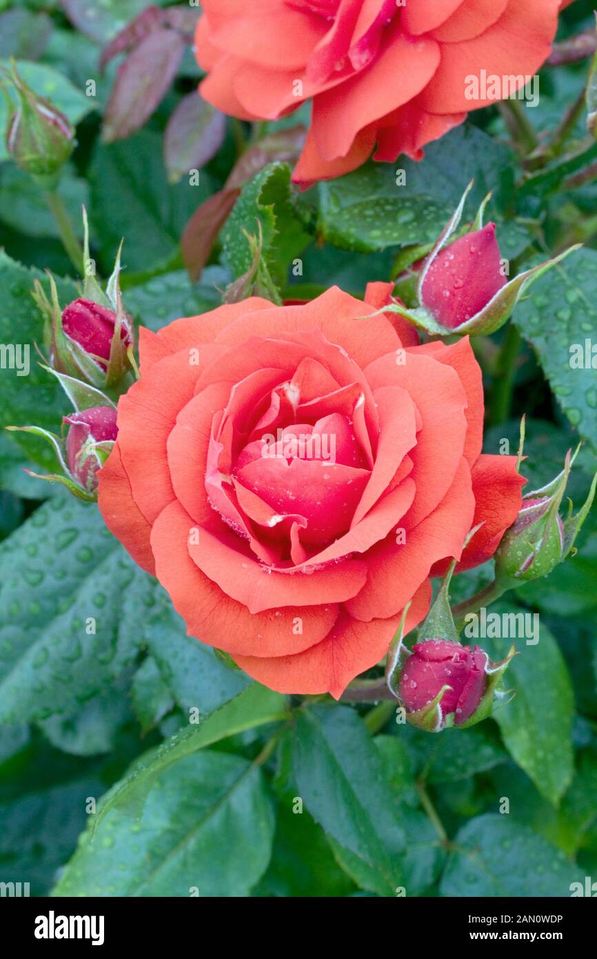 Light the fire hi-res stock photography and images - Alamy