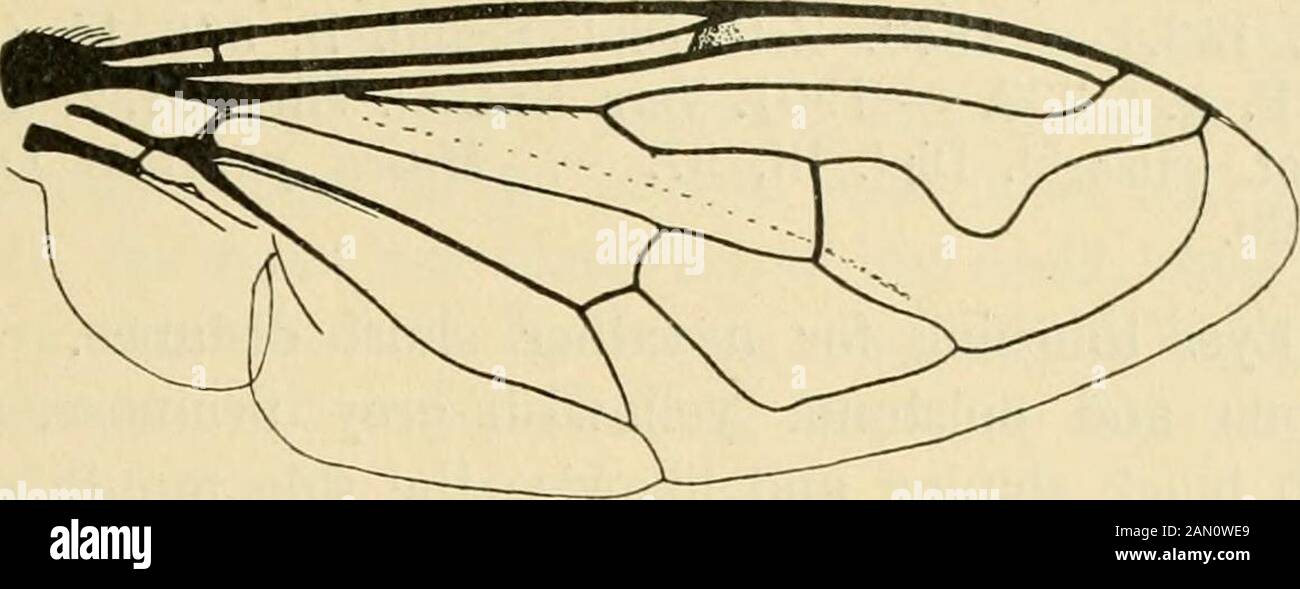 Apical wings hi-res stock photography and images - Alamy