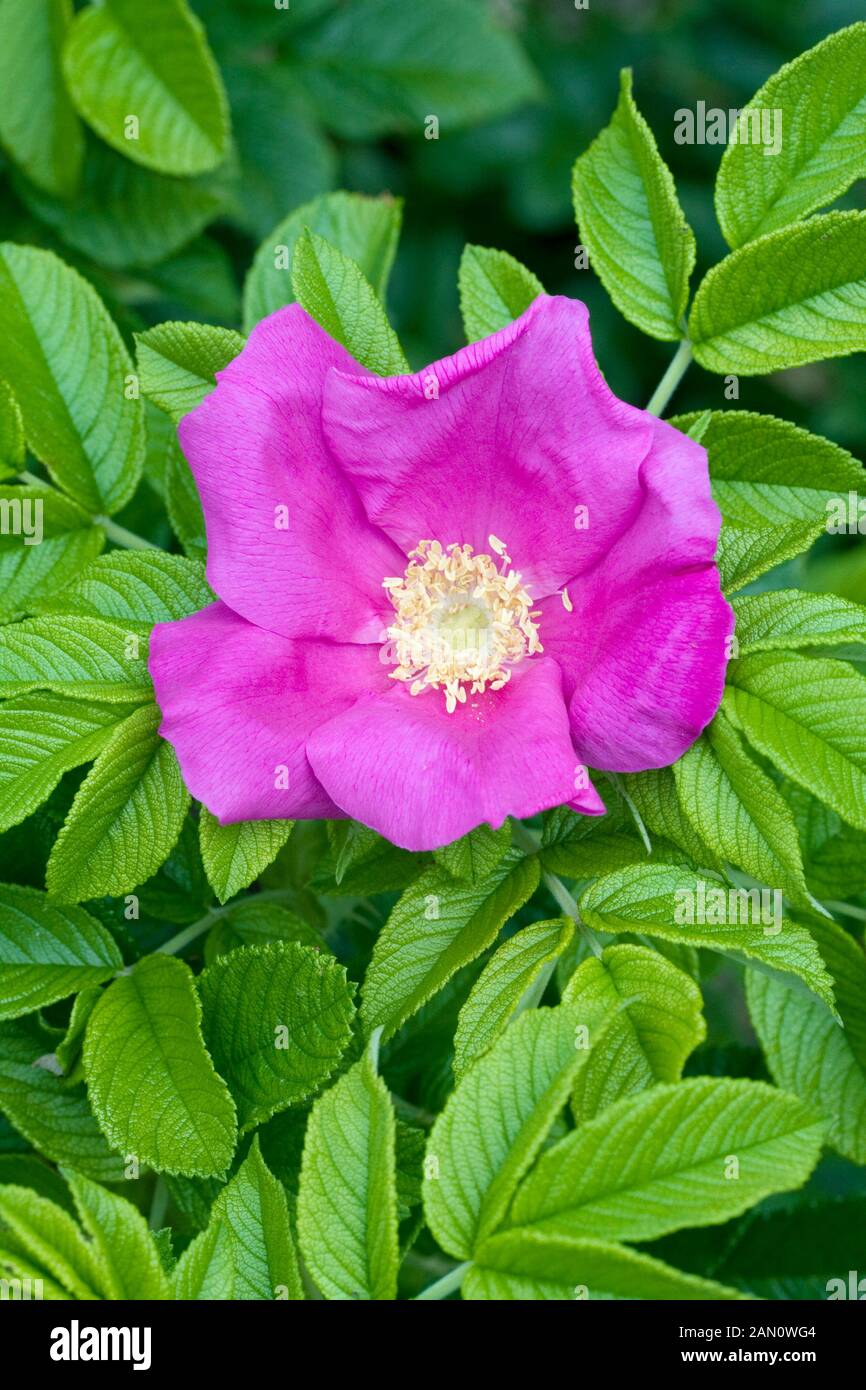 Rose scabrosa hi-res stock photography and images - Alamy