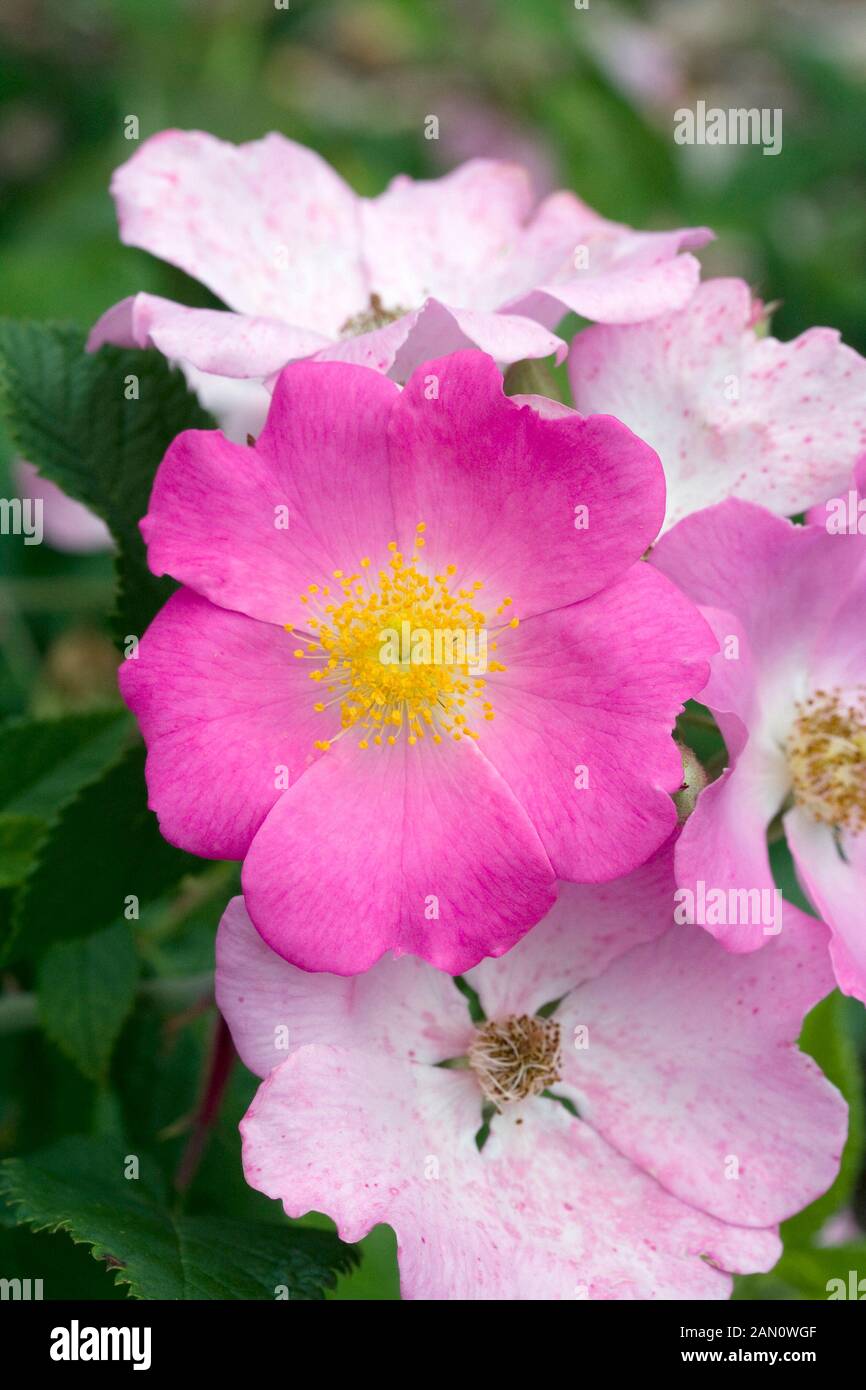 Rosa Setigera High Resolution Stock Photography and Images - Alamy