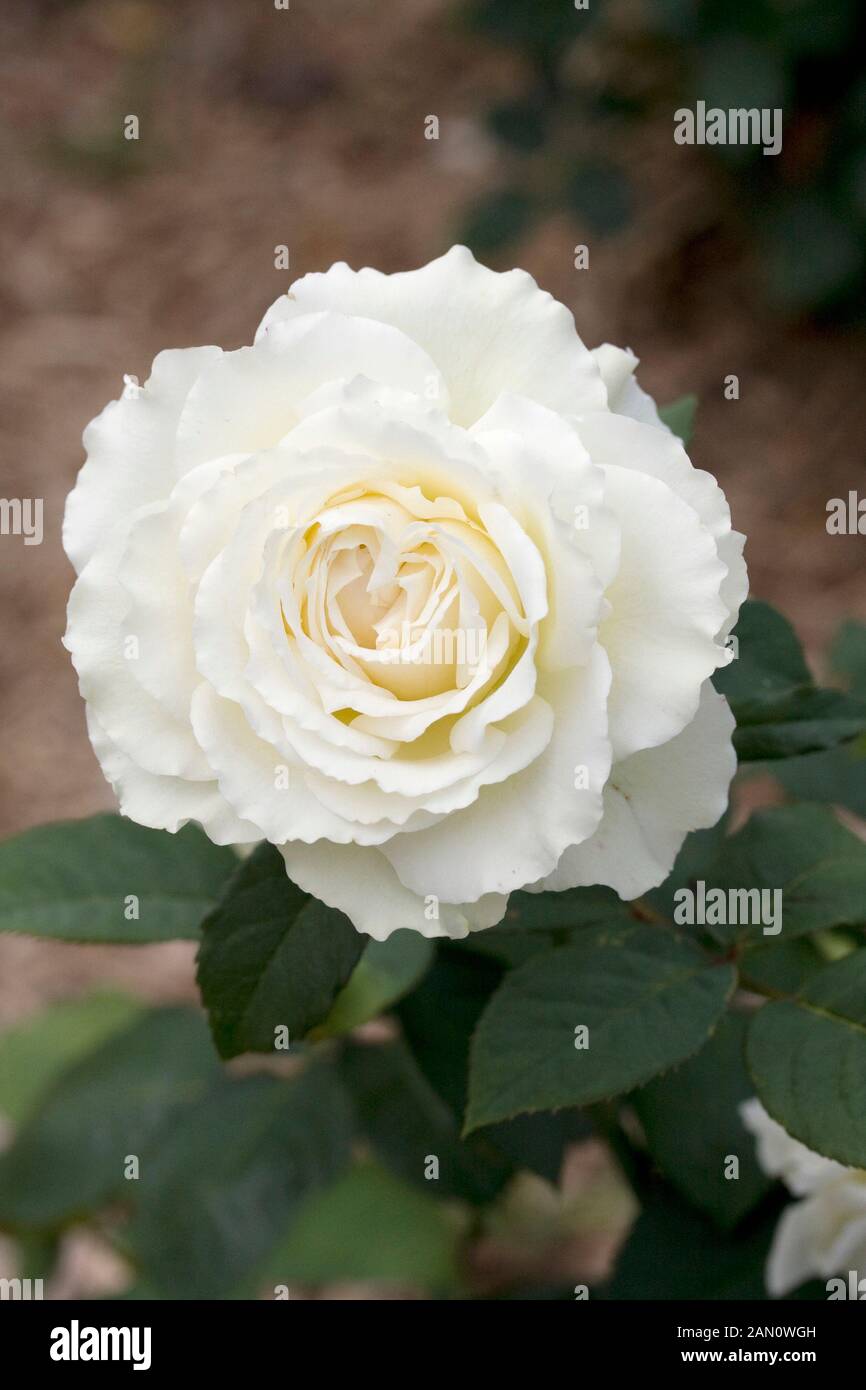 Tineke hi-res stock photography and images - Alamy