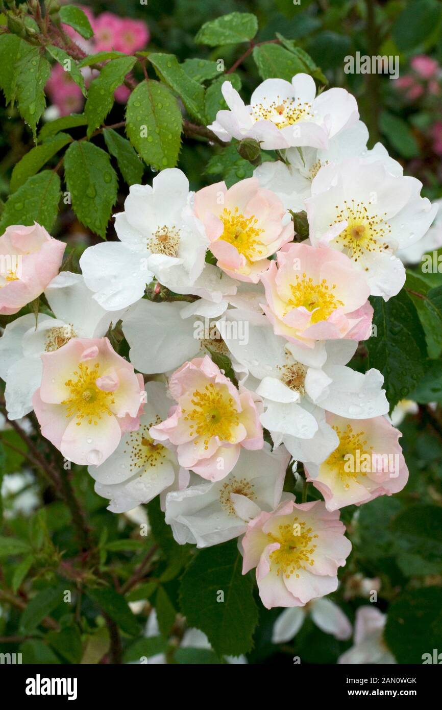 Smarty hi-res stock photography and images - Alamy