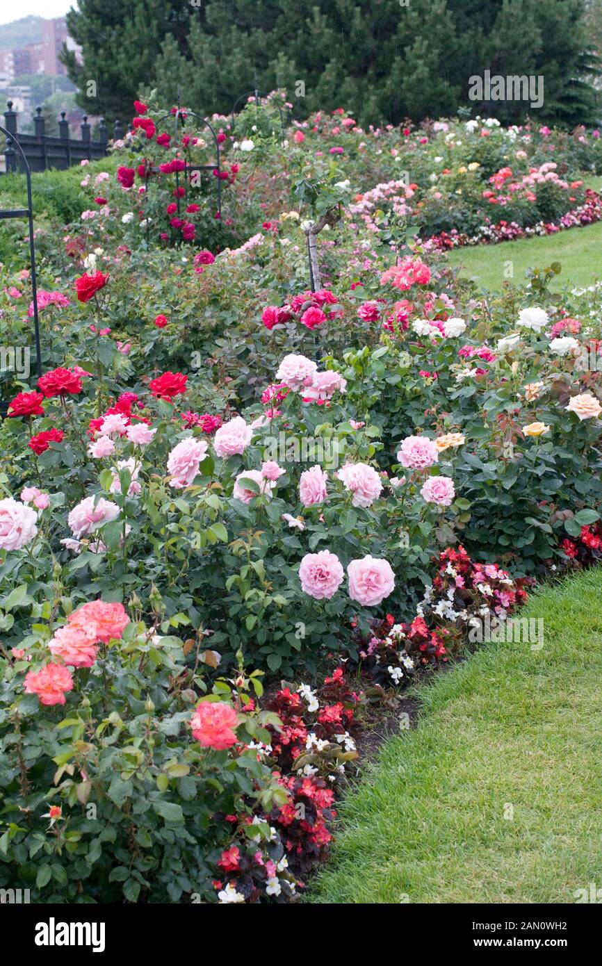 ROSE GARDEN SCENE Stock Photo - Alamy