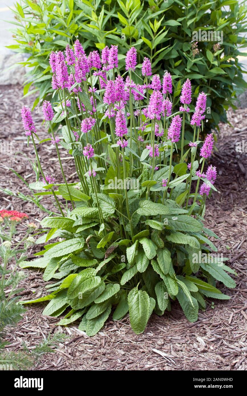 Stachys officinalis hummelo hi-res stock photography and images - Alamy