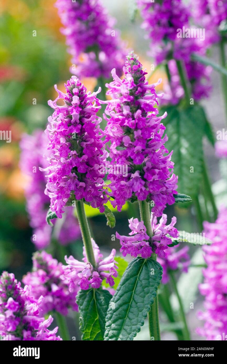 Stachys officinalis hummelo hi-res stock photography and images - Alamy