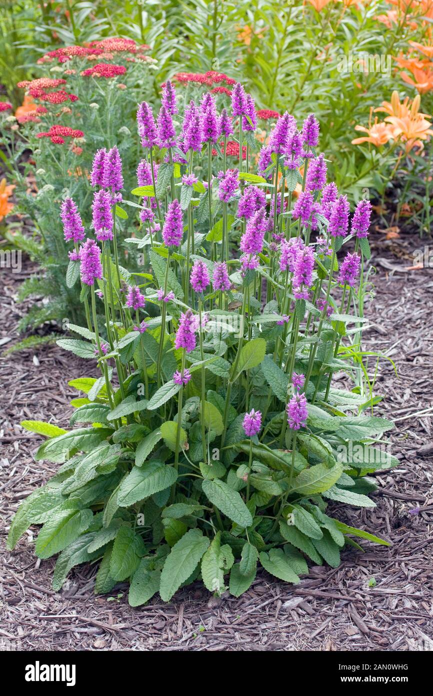 Stachys officinalis hummelo hi-res stock photography and images - Alamy