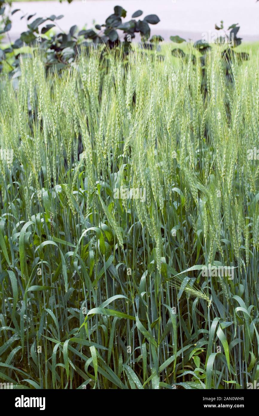 Spring wheat hi-res stock photography and images - Alamy