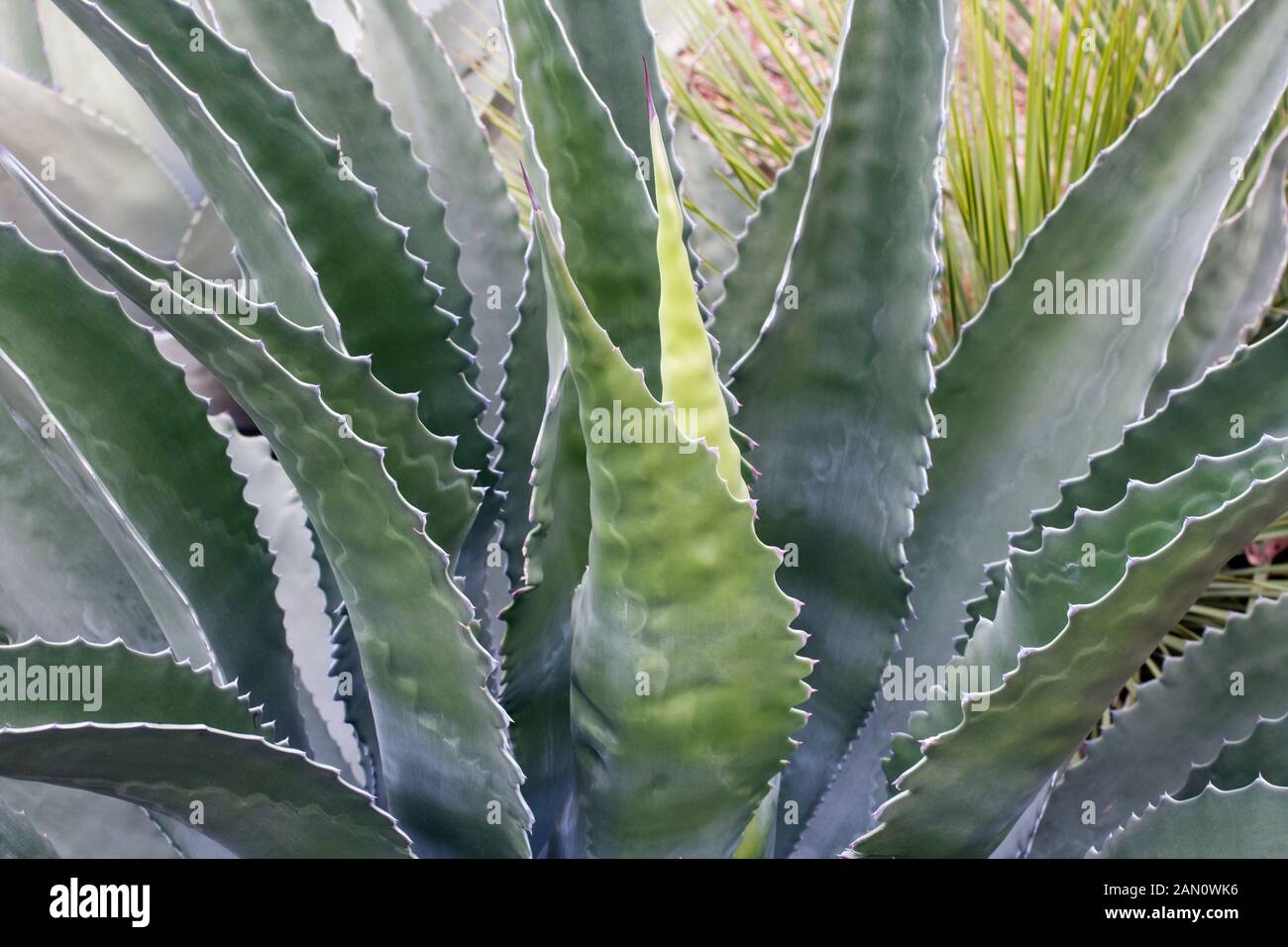 Mountain agave hi-res stock photography and images - Alamy