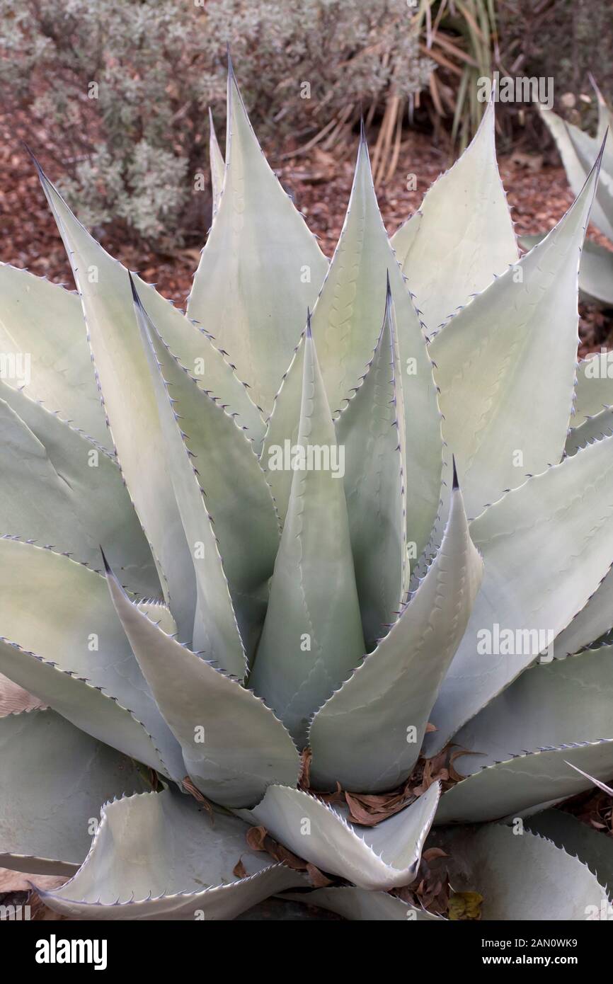 Agave weberi hi-res stock photography and images - Alamy