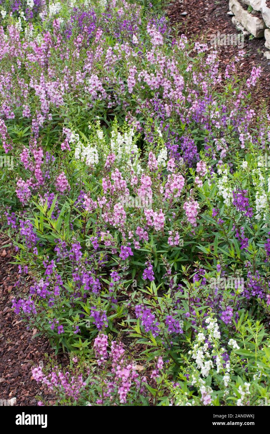 Angelonia hi-res stock photography and images - Alamy