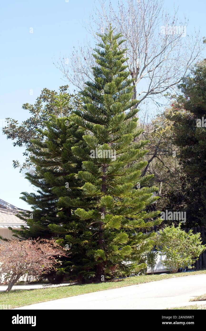 Araucaria heterophylla hi-res stock photography and images - Alamy