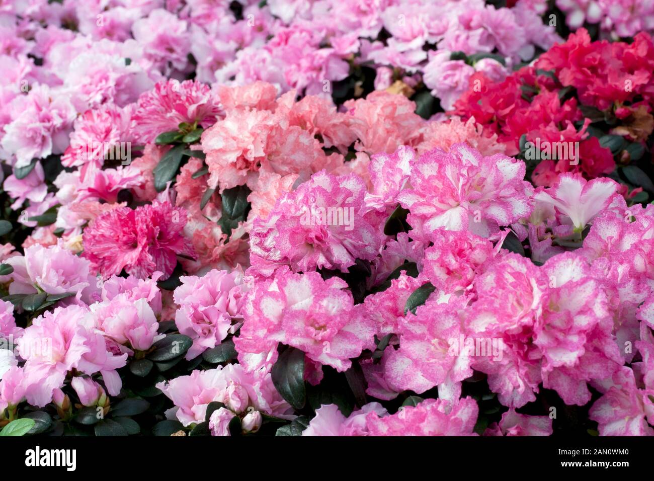 AZALEA FLORIST MIX Stock Photo - Alamy