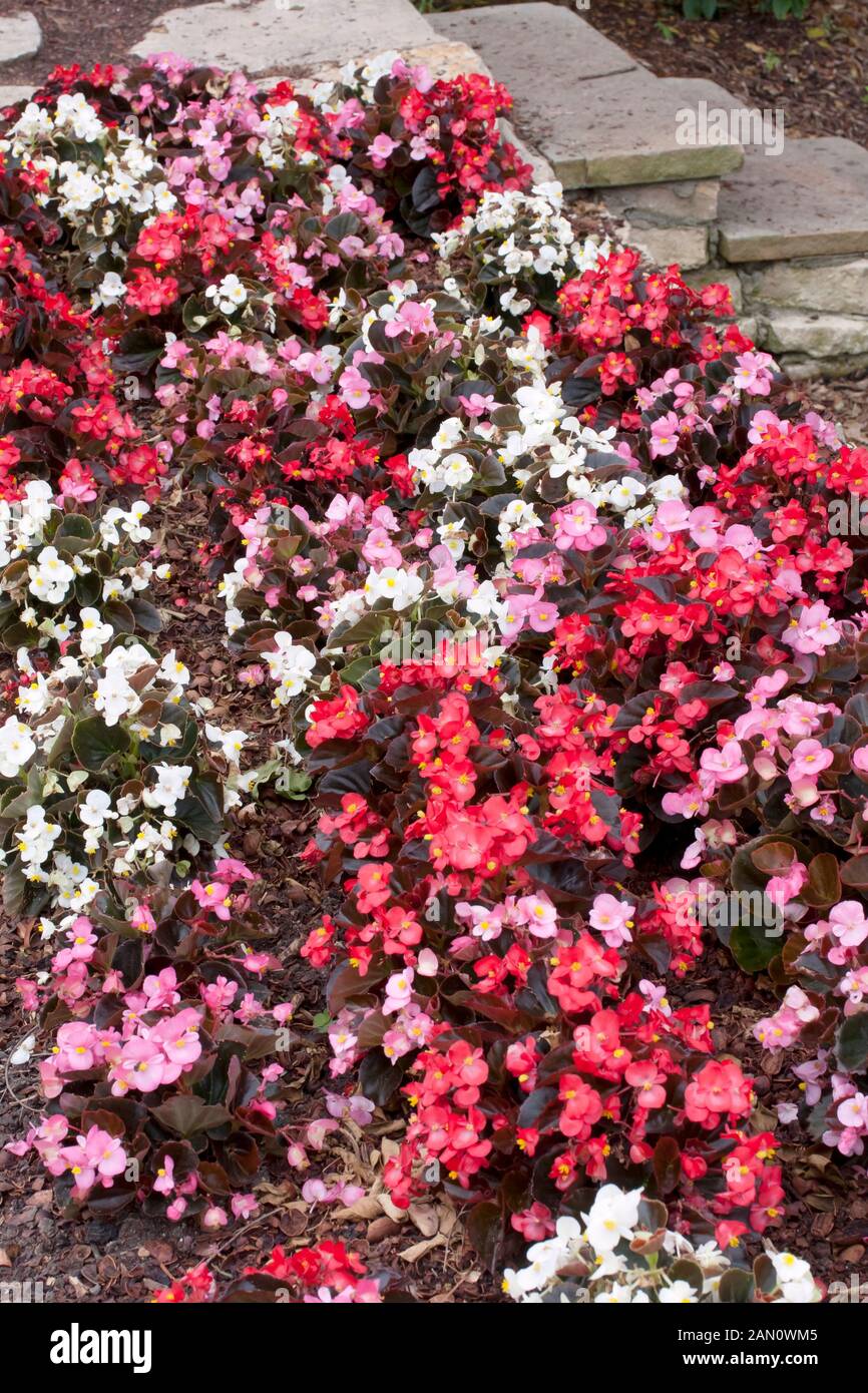 White begonia semperflorens hi-res stock photography and images - Alamy