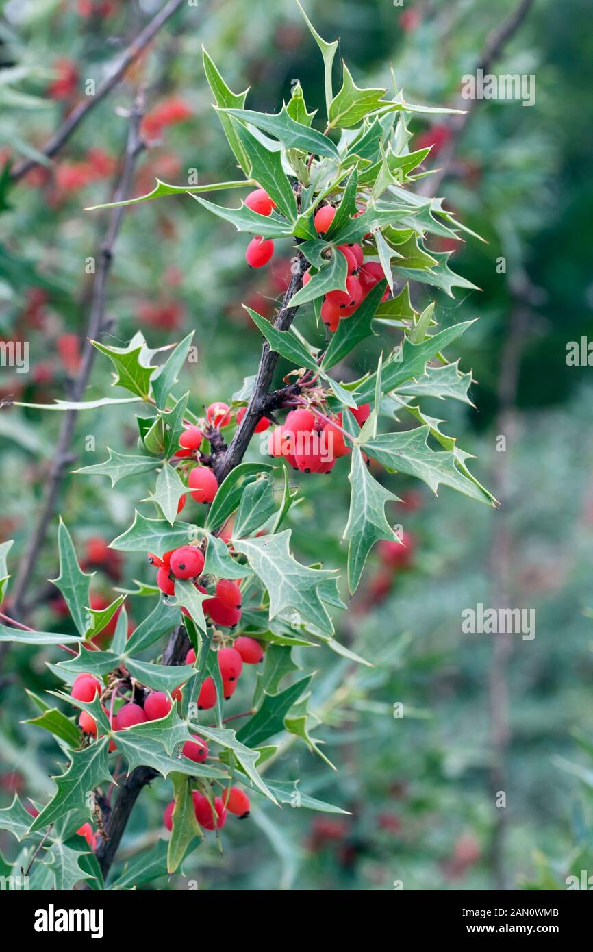 Agarito hi-res stock photography and images - Alamy