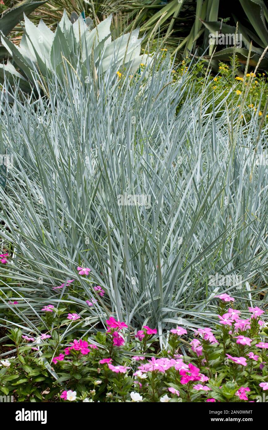 Arenarius hi-res stock photography and images - Alamy