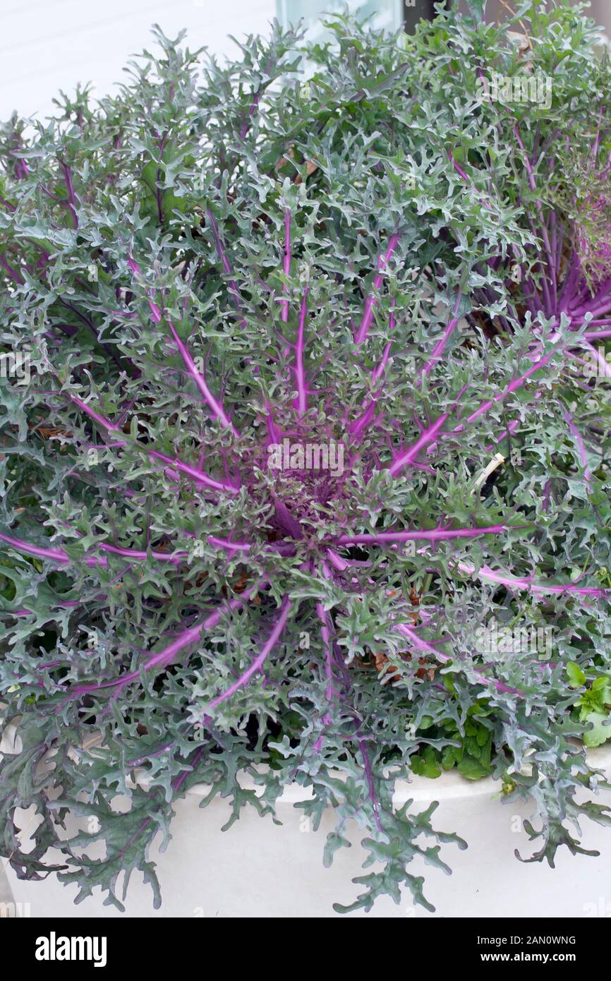 Kale peacock red hi-res stock photography and images - Alamy