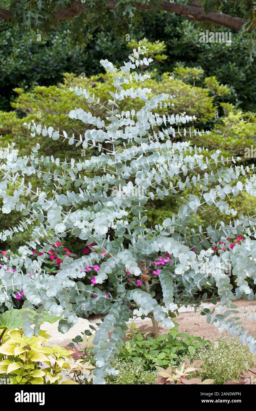 Eucalyptus Cinerea High Resolution Stock Photography and Images - Alamy
