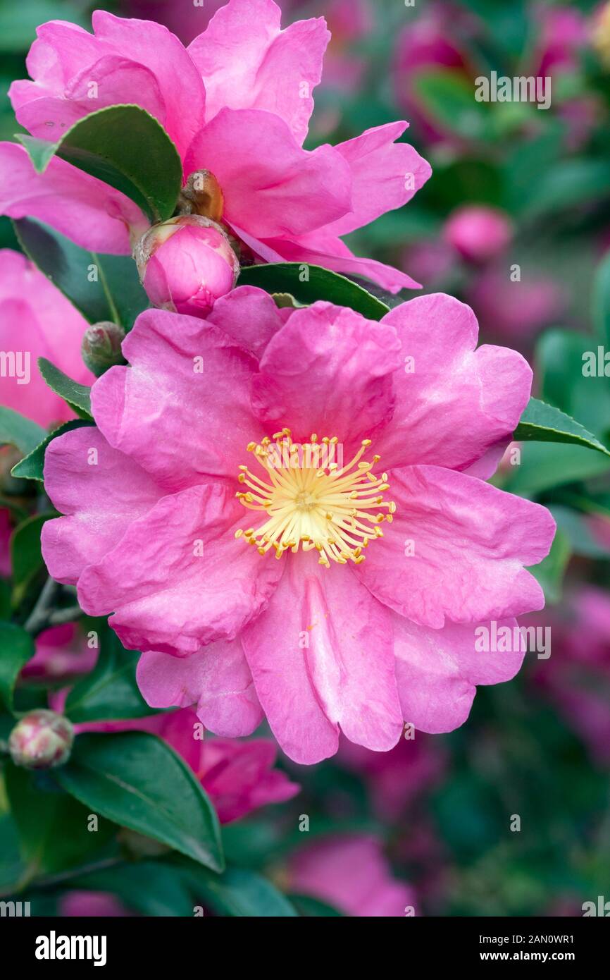 Camellia Sasanqua Kanjiro