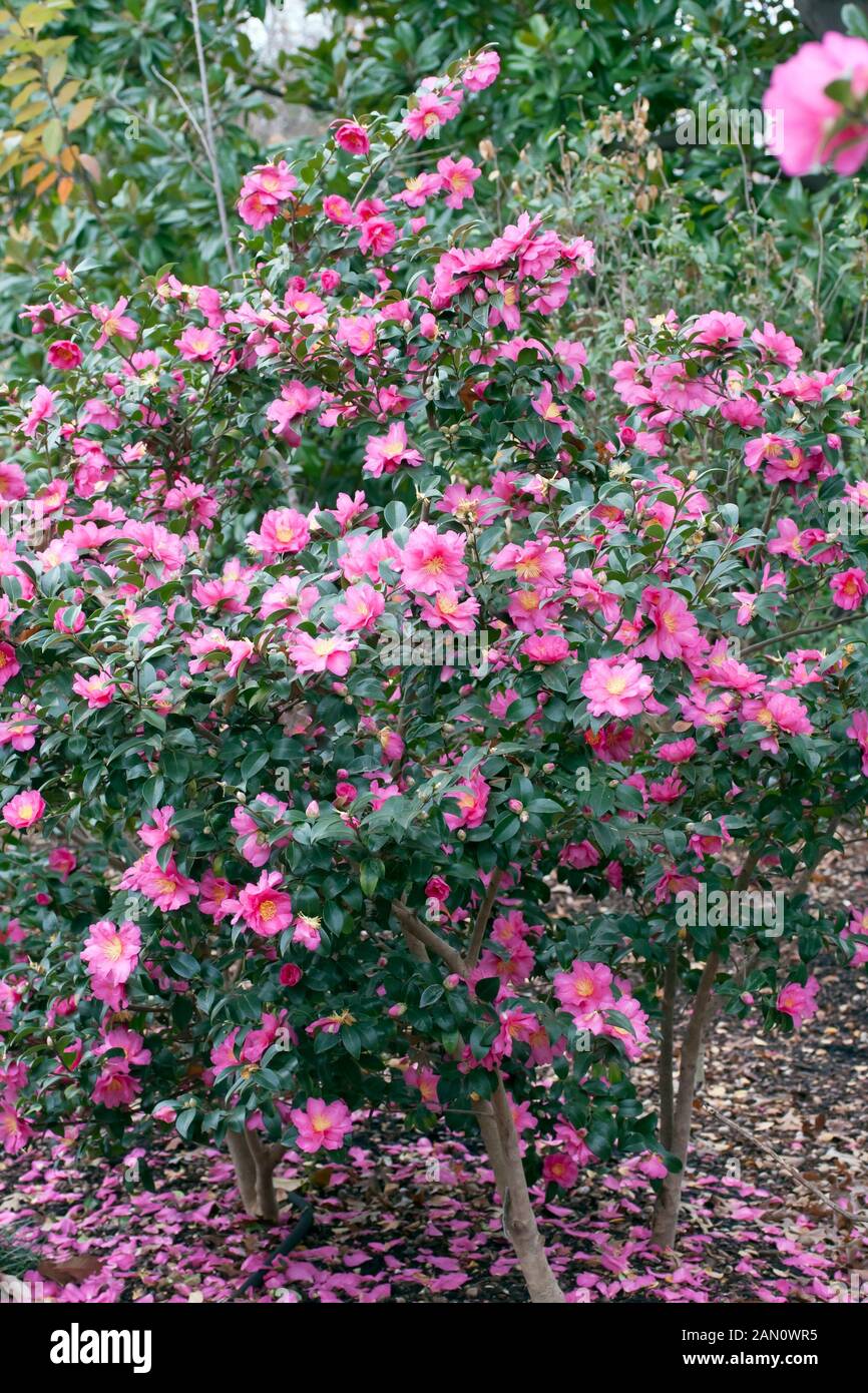 Camellia sasanqua kanjiro hi-res stock photography and images - Alamy