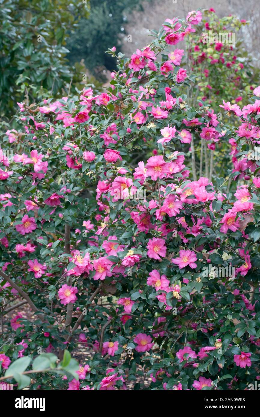 Camellia sasanqua kanjiro hi-res stock photography and images - Alamy