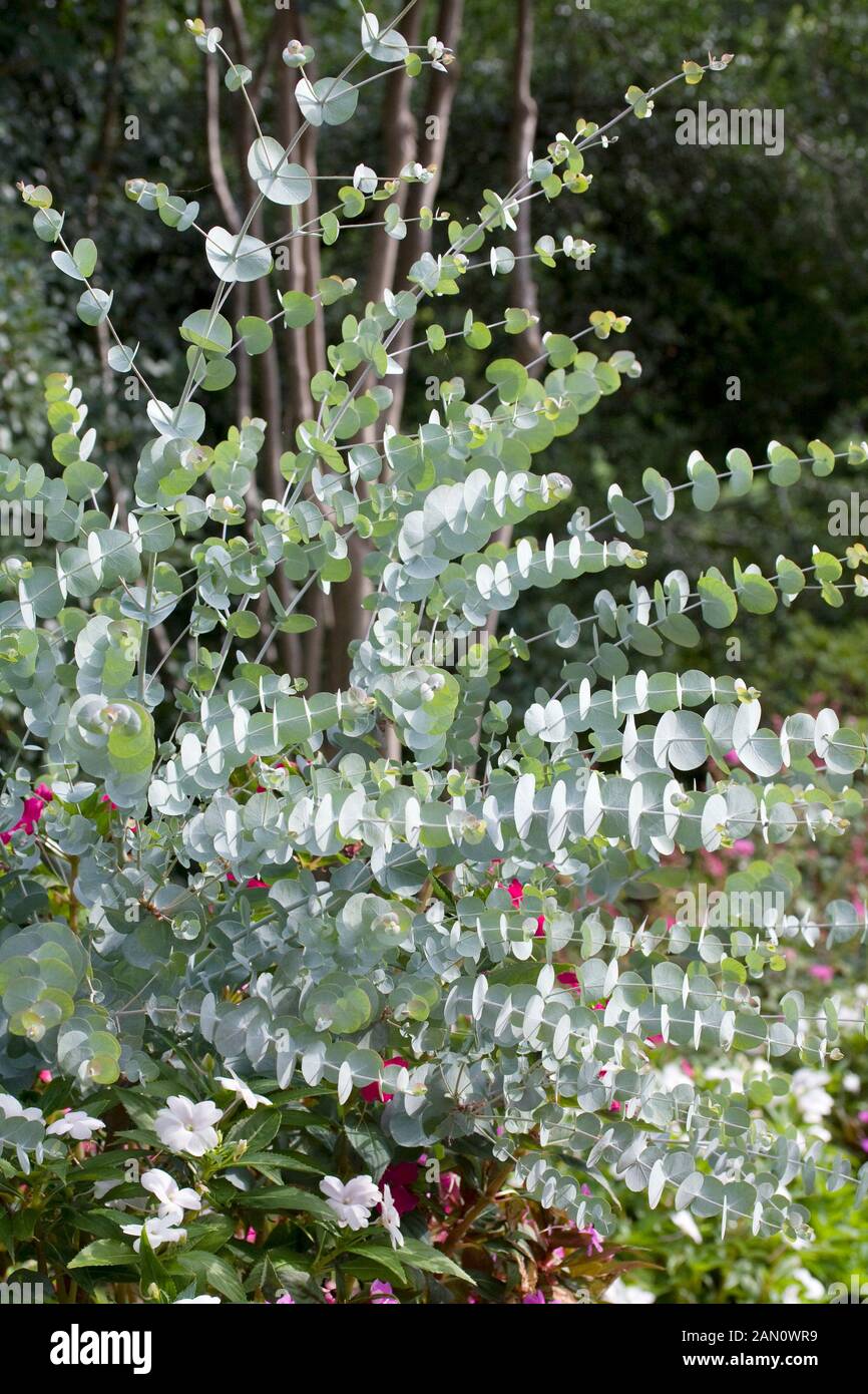 Eucalyptus Cinerea High Resolution Stock Photography and Images - Alamy
