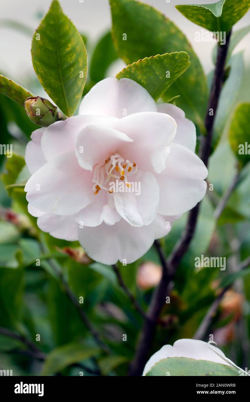 Spring mist hi-res stock photography and images - Alamy