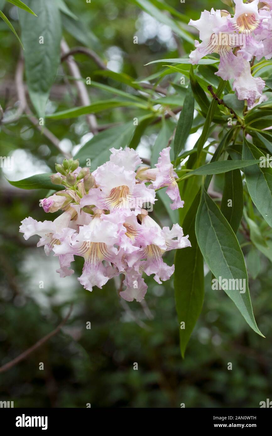Pink dawn hi-res stock photography and images - Alamy
