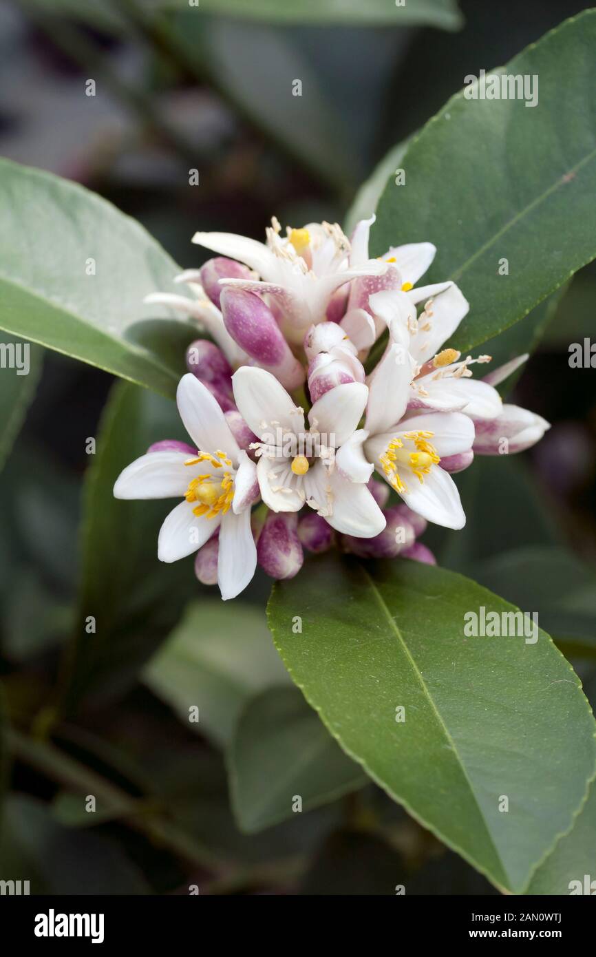 Citrus flowers hi-res stock photography and images - Alamy