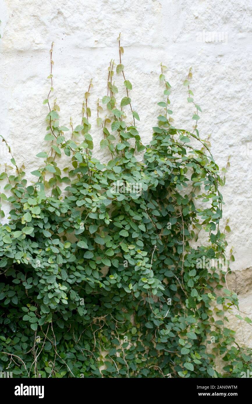 Ficus pumila hi-res stock photography and images - Alamy