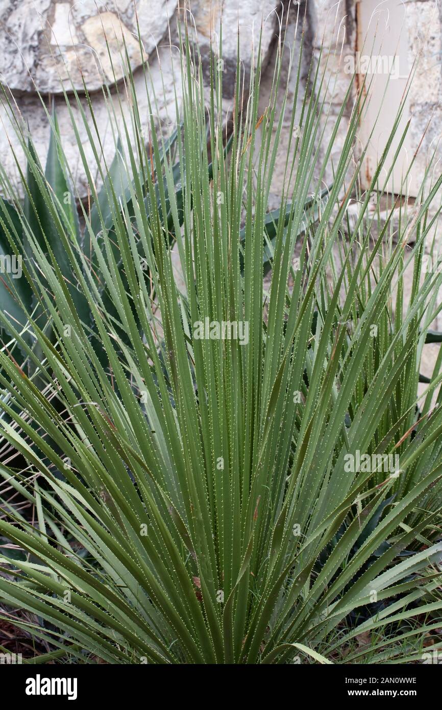 Dasylirion hi-res stock photography and images - Alamy