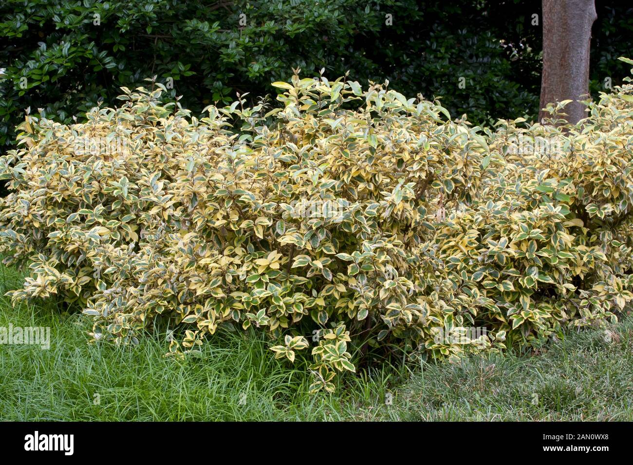 Gilt edge hi-res stock photography and images - Alamy