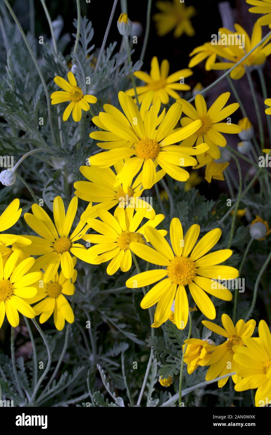 Euryops pectinatus hi-res stock photography and images - Alamy