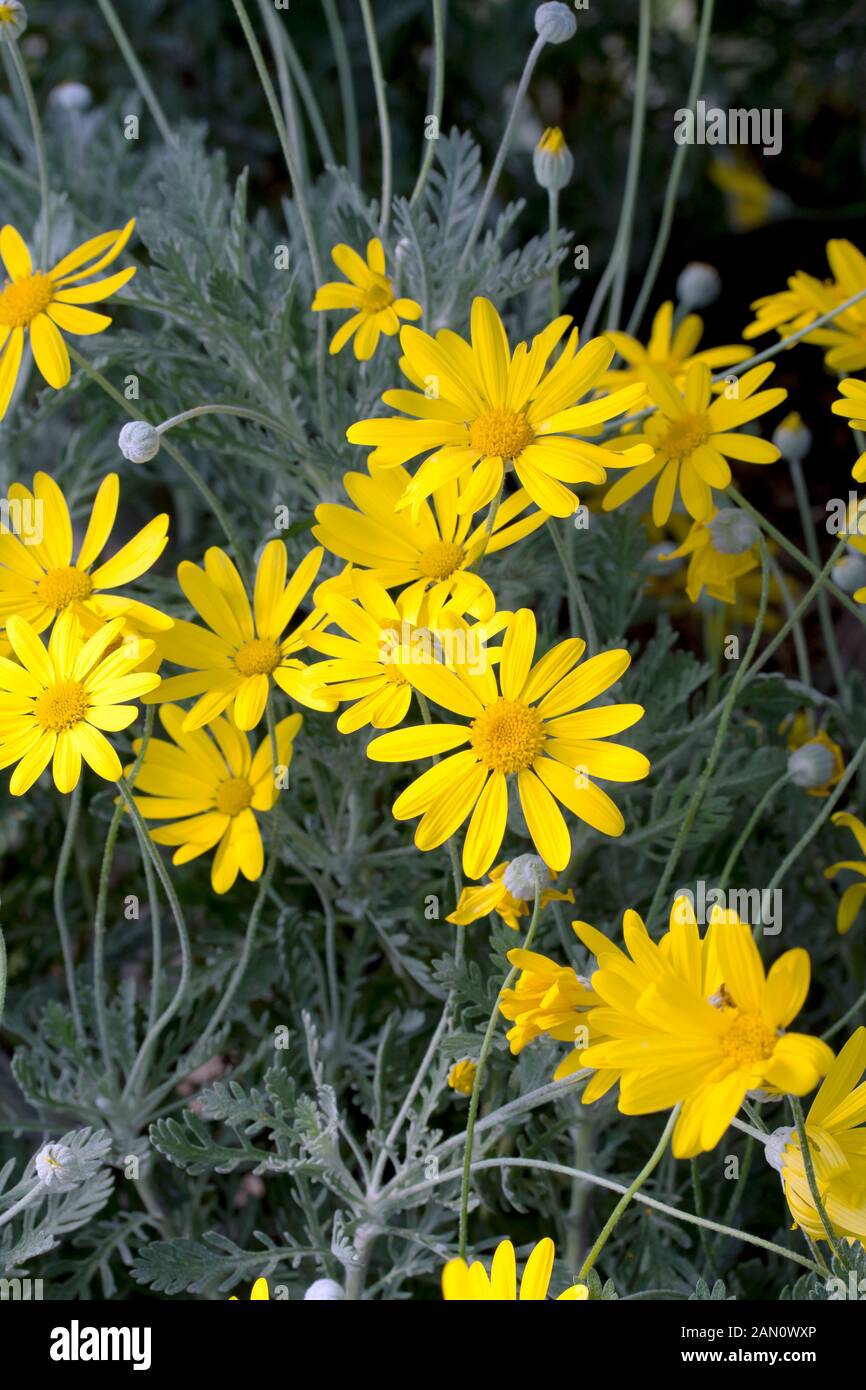 EURYOPS PECTINATUS 'MUNCHKIN' Stock Photo - Alamy
