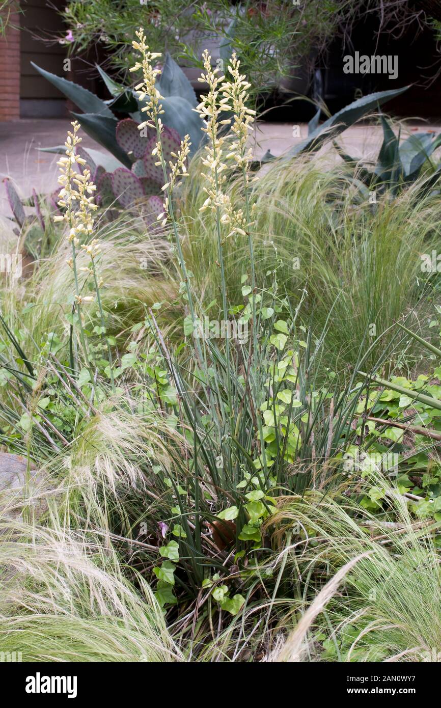 Hesperaloe parviflora hi-res stock photography and images - Alamy