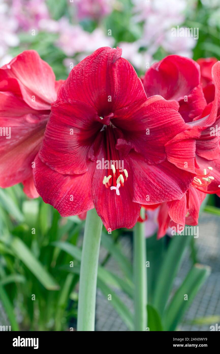 Hippeastrum hi-res stock photography and images - Alamy