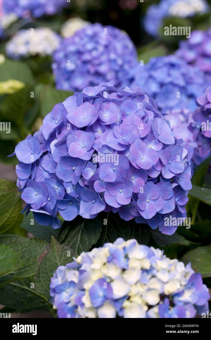 HYDRANGEA MACROPHYLLA BLUE Stock Photo - Alamy