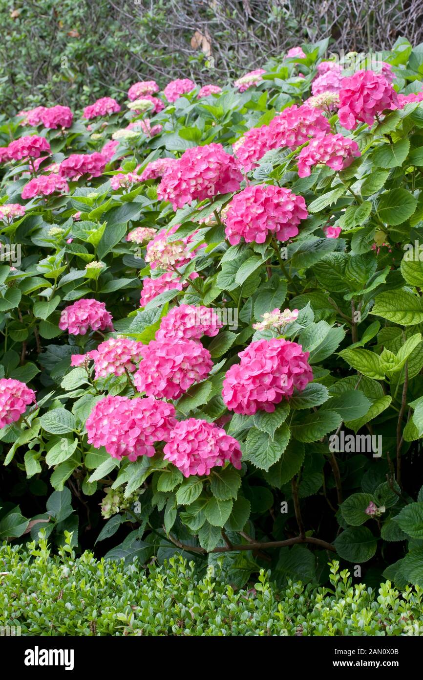 Deep Pink Hydrangea High Resolution Stock Photography and Images - Alamy