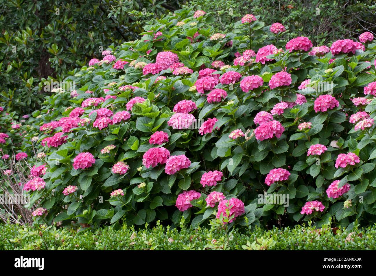 Deep Pink Hydrangea High Resolution Stock Photography and Images - Alamy