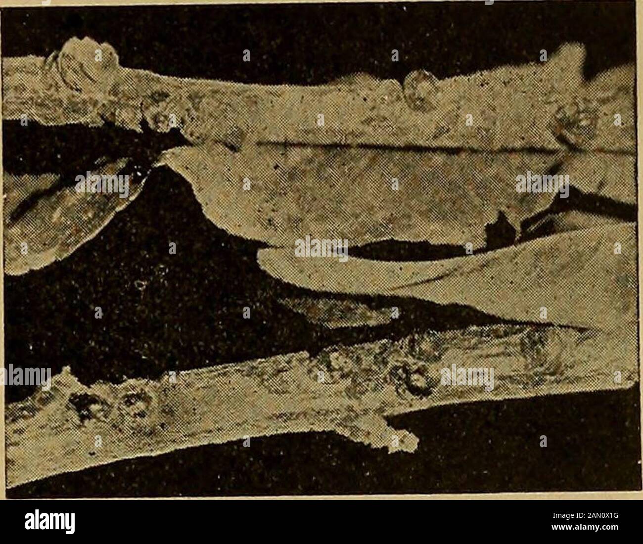 One seventh scale hi-res stock photography and images - Alamy