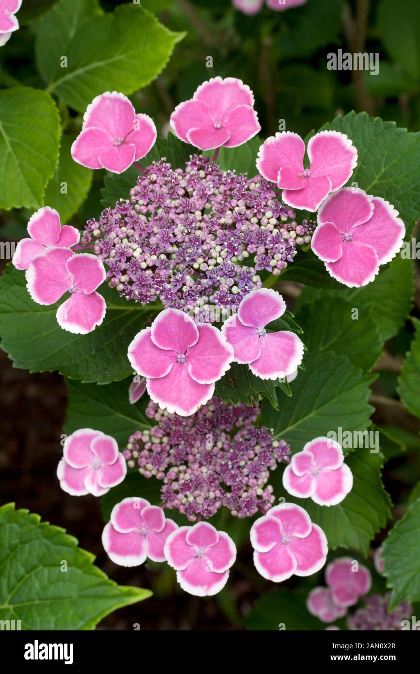 HYDRANGEA MACROPHYLLA LACE CAP DEEP PINK Stock Photo - Alamy