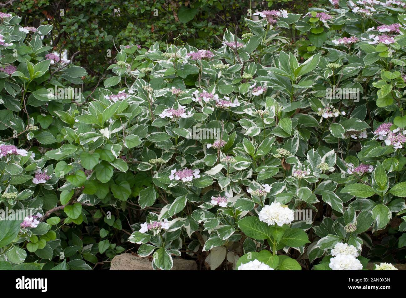 Hydrangea Macrophylla Variegata