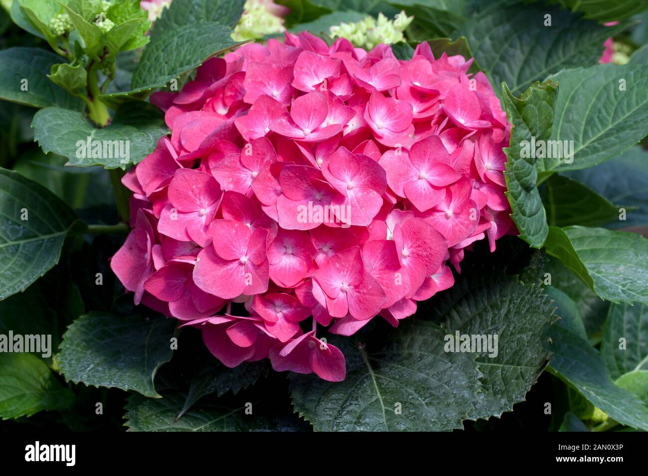 Closeup red hydrangea macrophylla hi-res stock photography and images ...
